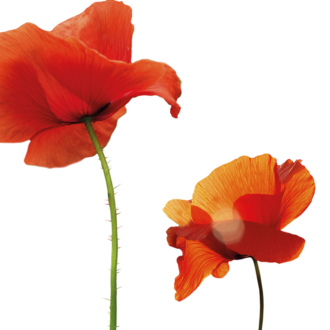 Switchy: Der LED-Wechselrahmen aus Glas | Lechner